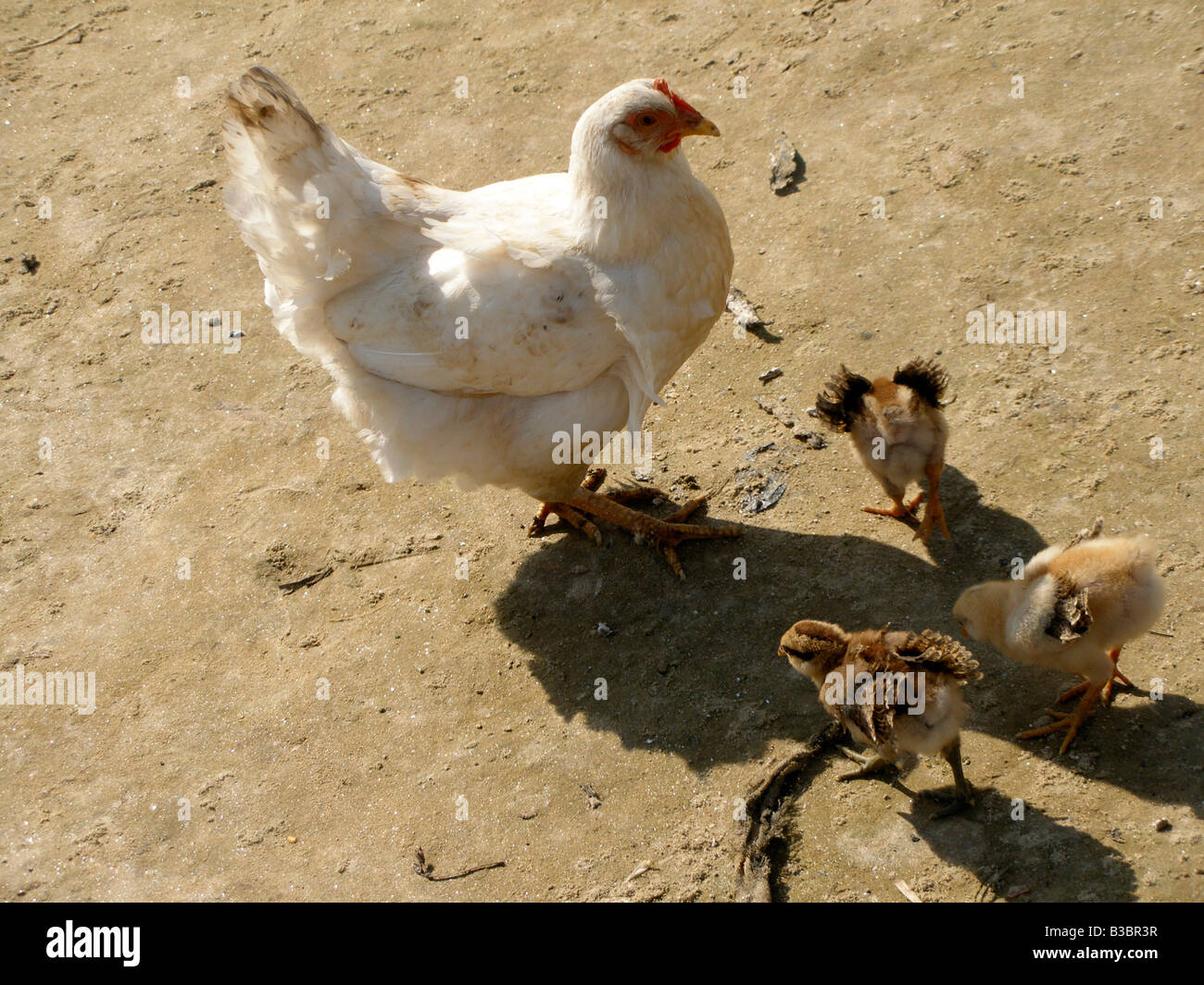 Gallina con i pulcini immagini e fotografie stock ad alta risoluzione ...