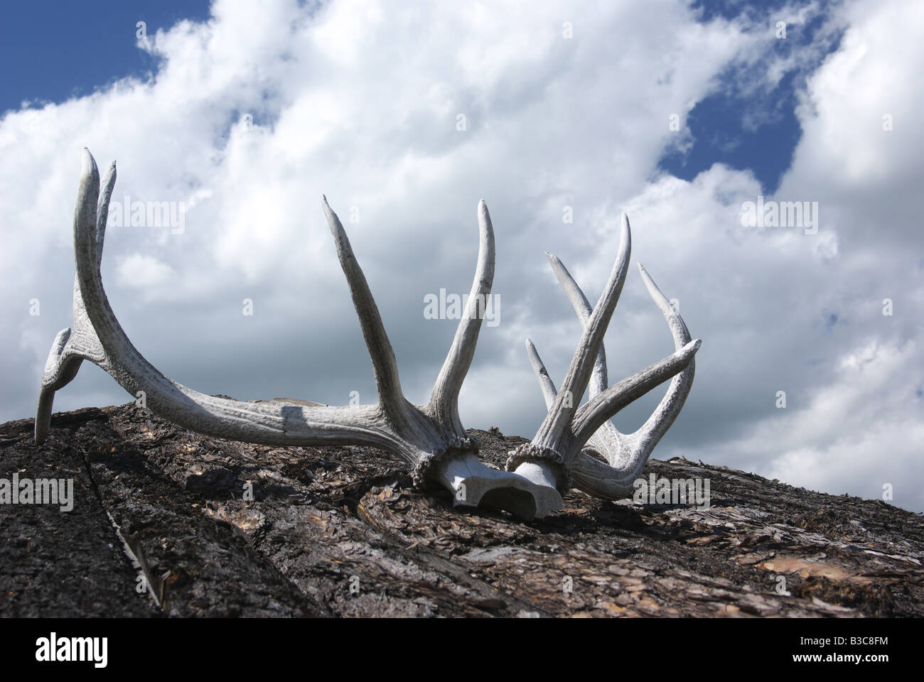 Vecchio corno immagini e fotografie stock ad alta risoluzione - Alamy