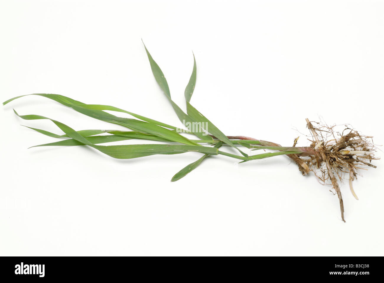 Agropyron repens immagini e fotografie stock ad alta risoluzione - Alamy