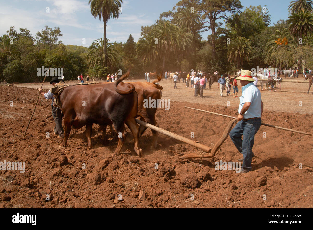 I tori arano immagini e fotografie stock ad alta risoluzione - Alamy