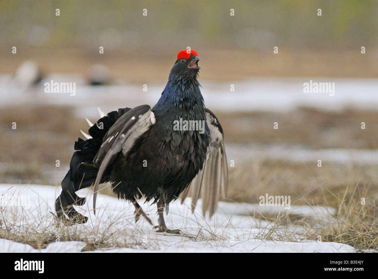Gallo forcello - passeggiate nella neve / Tetrao tetrix Foto stock - Alamy