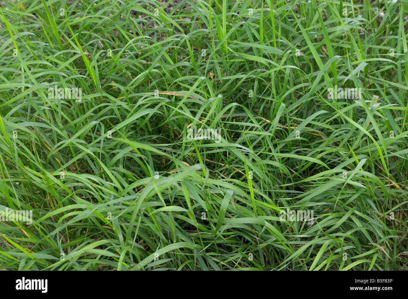 Agropyron repens immagini e fotografie stock ad alta risoluzione - Alamy
