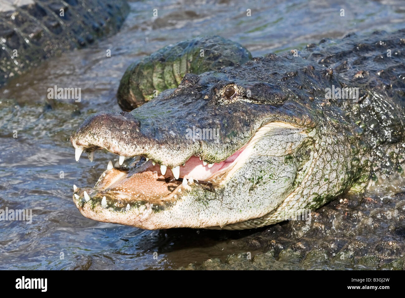Colpo alla testa di alligatore americano alligatore mississippiensis ...