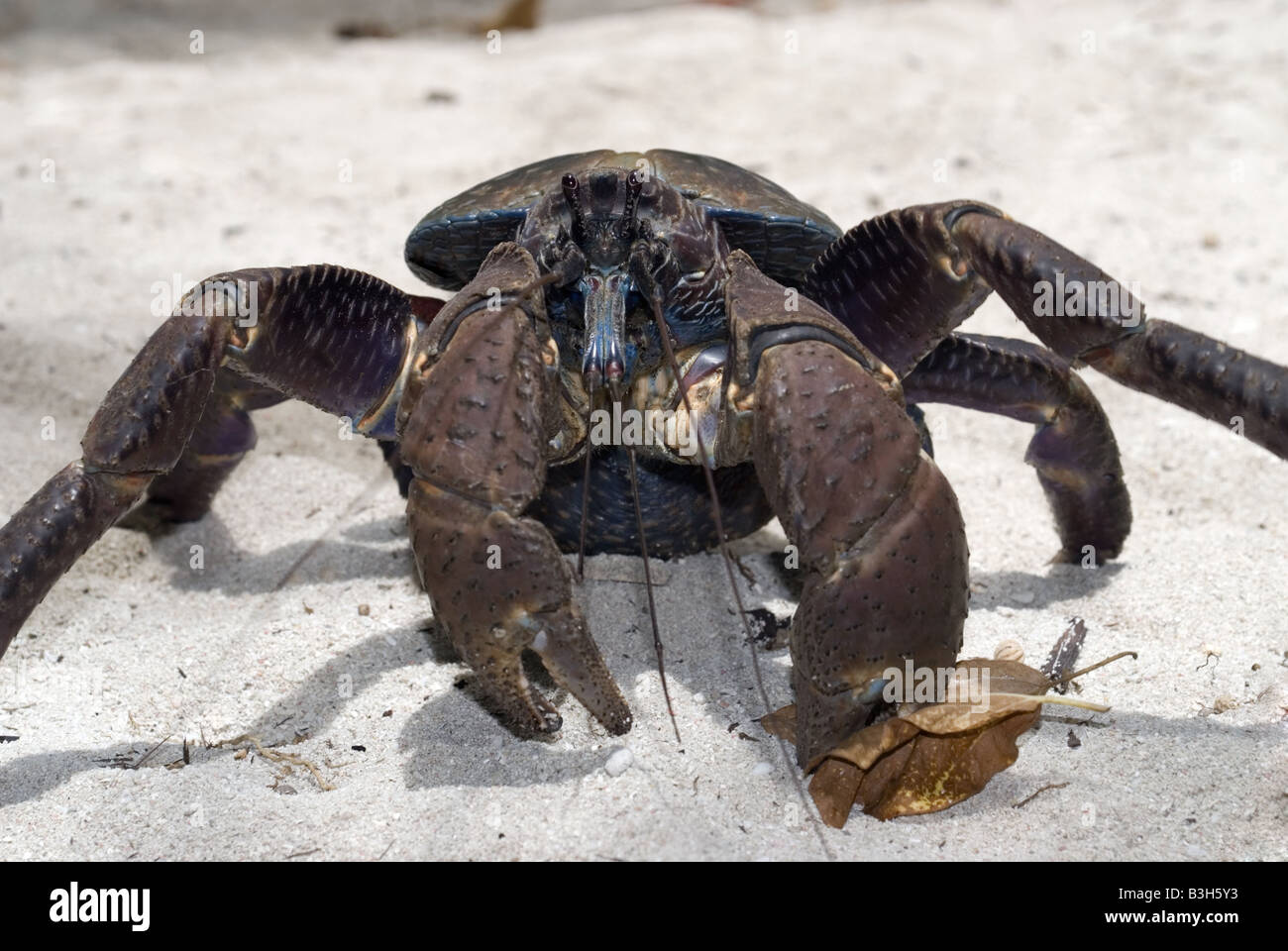 Species of crab immagini e fotografie stock ad alta risoluzione - Alamy