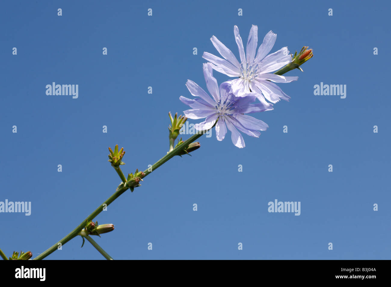 Cicorie flower immagini e fotografie stock ad alta risoluzione - Alamy