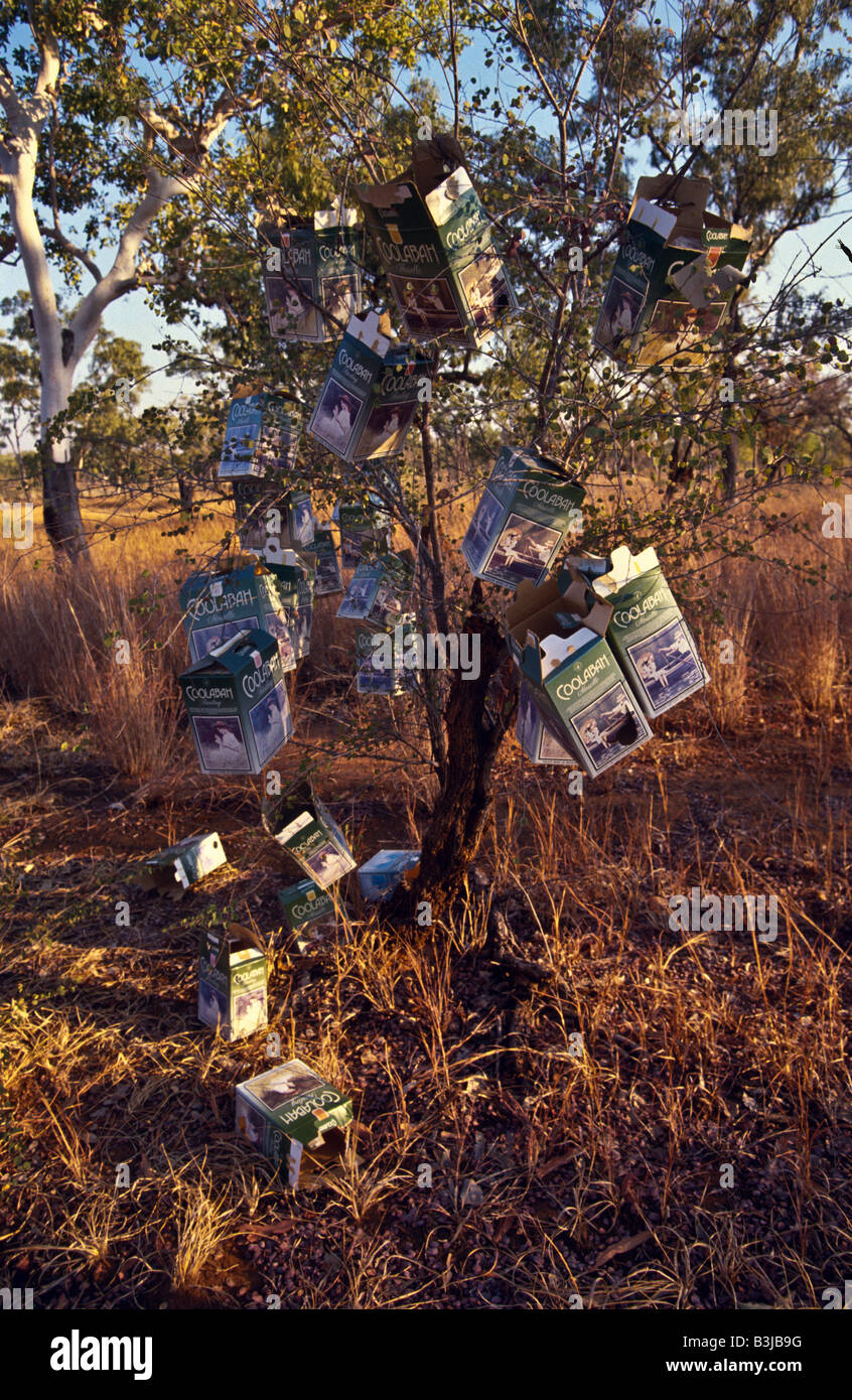 Coolibah tree immagini e fotografie stock ad alta risoluzione - Alamy