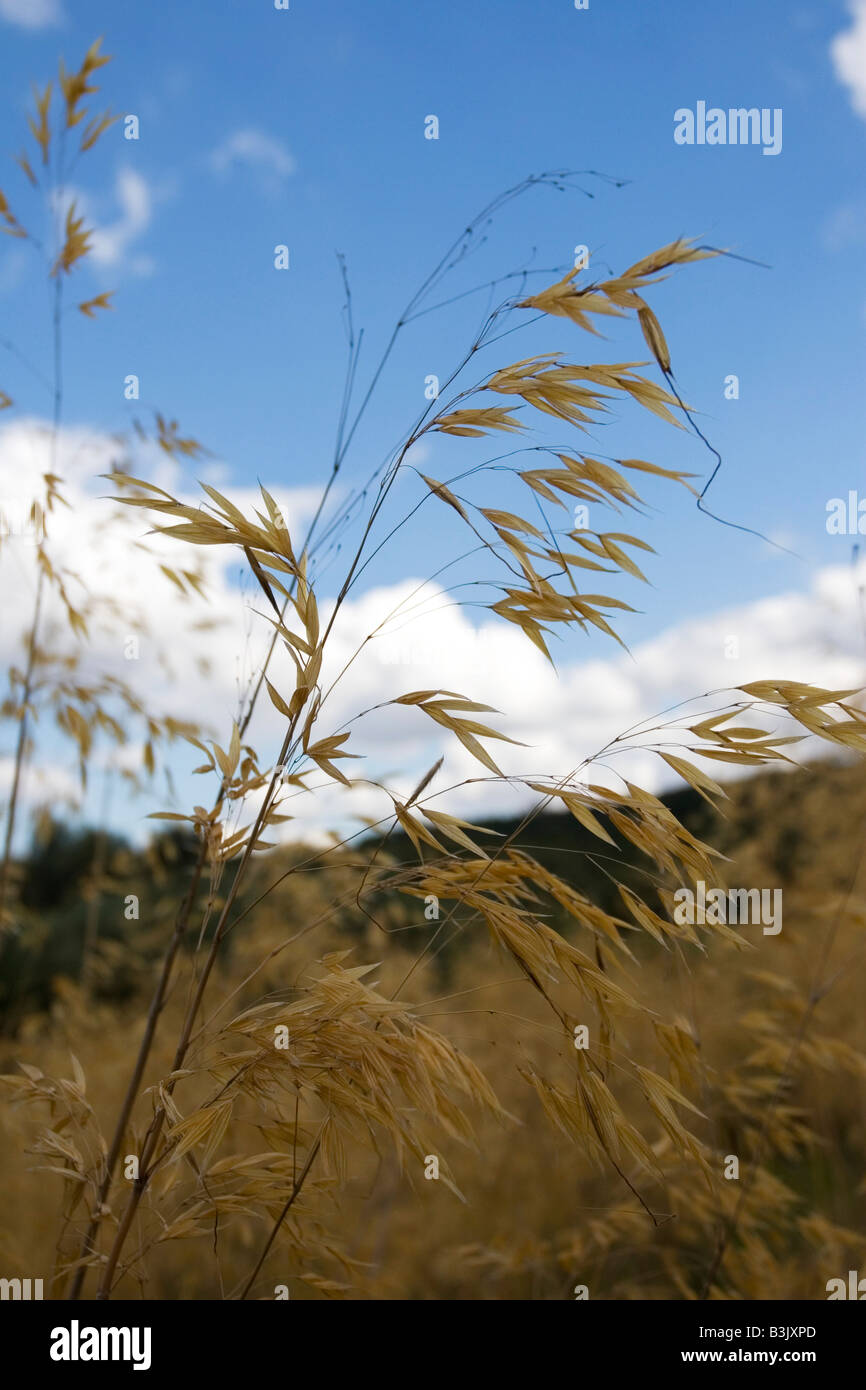 Pannocchia di erba selvatica immagini e fotografie stock ad alta ...