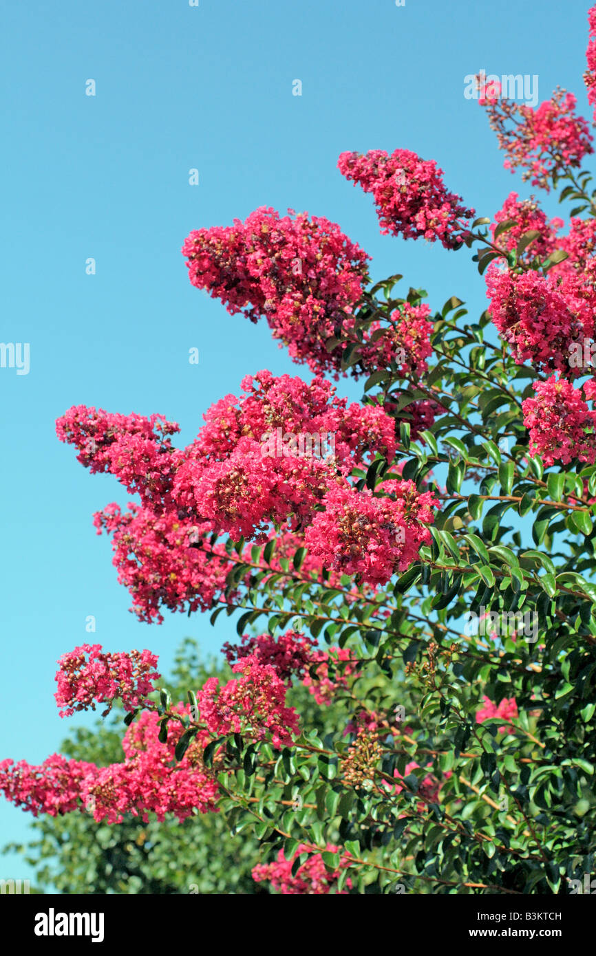 Lagerstroemia indica immagini e fotografie stock ad alta risoluzione ...