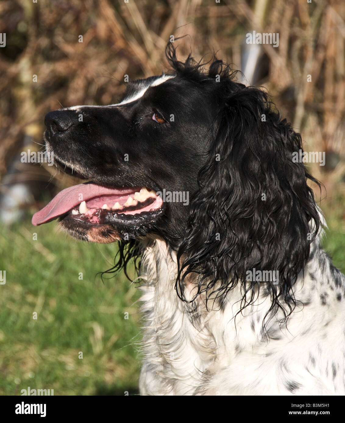 Springer bianco e nero immagini e fotografie stock ad alta risoluzione ...