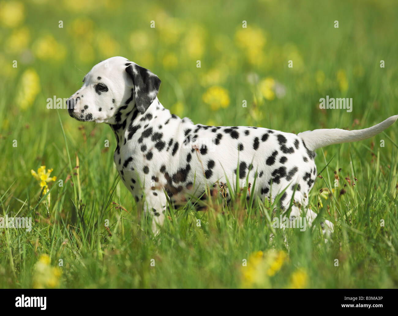 Grazioso Cucciolo Dalmata Immagini e Fotos Stock - Alamy