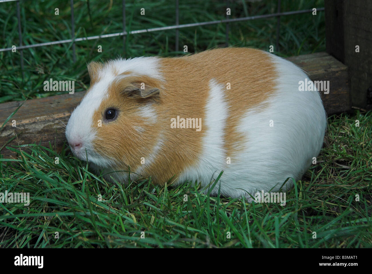Cavia gigante immagini e fotografie stock ad alta risoluzione - Alamy