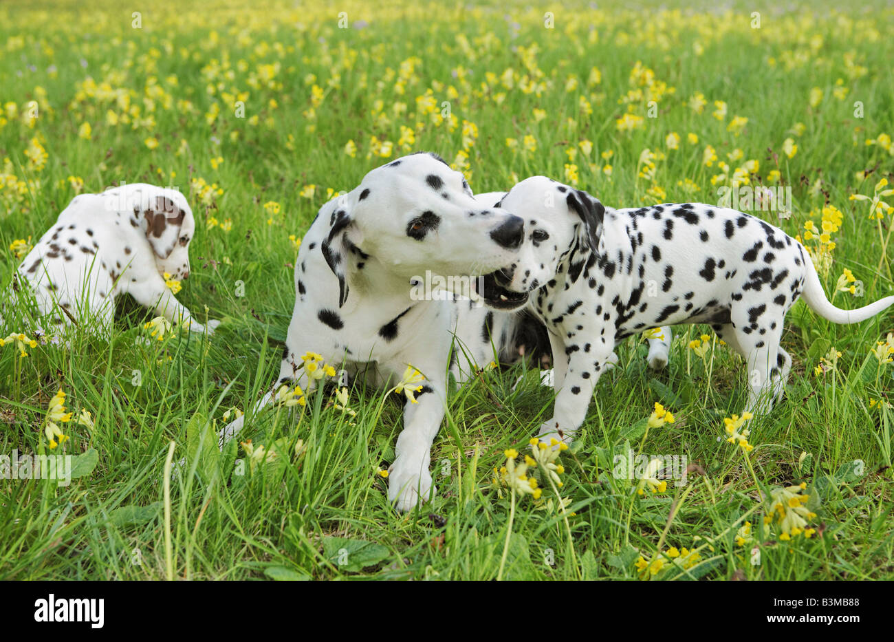 Due cuccioli dalmata immagini e fotografie stock ad alta risoluzione ...