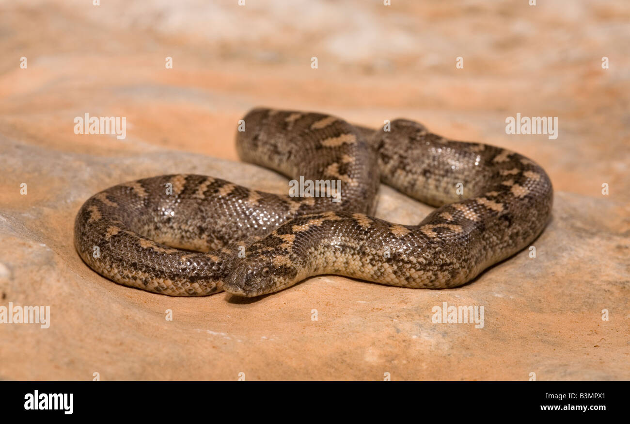 Snakes of greece immagini e fotografie stock ad alta risoluzione - Alamy