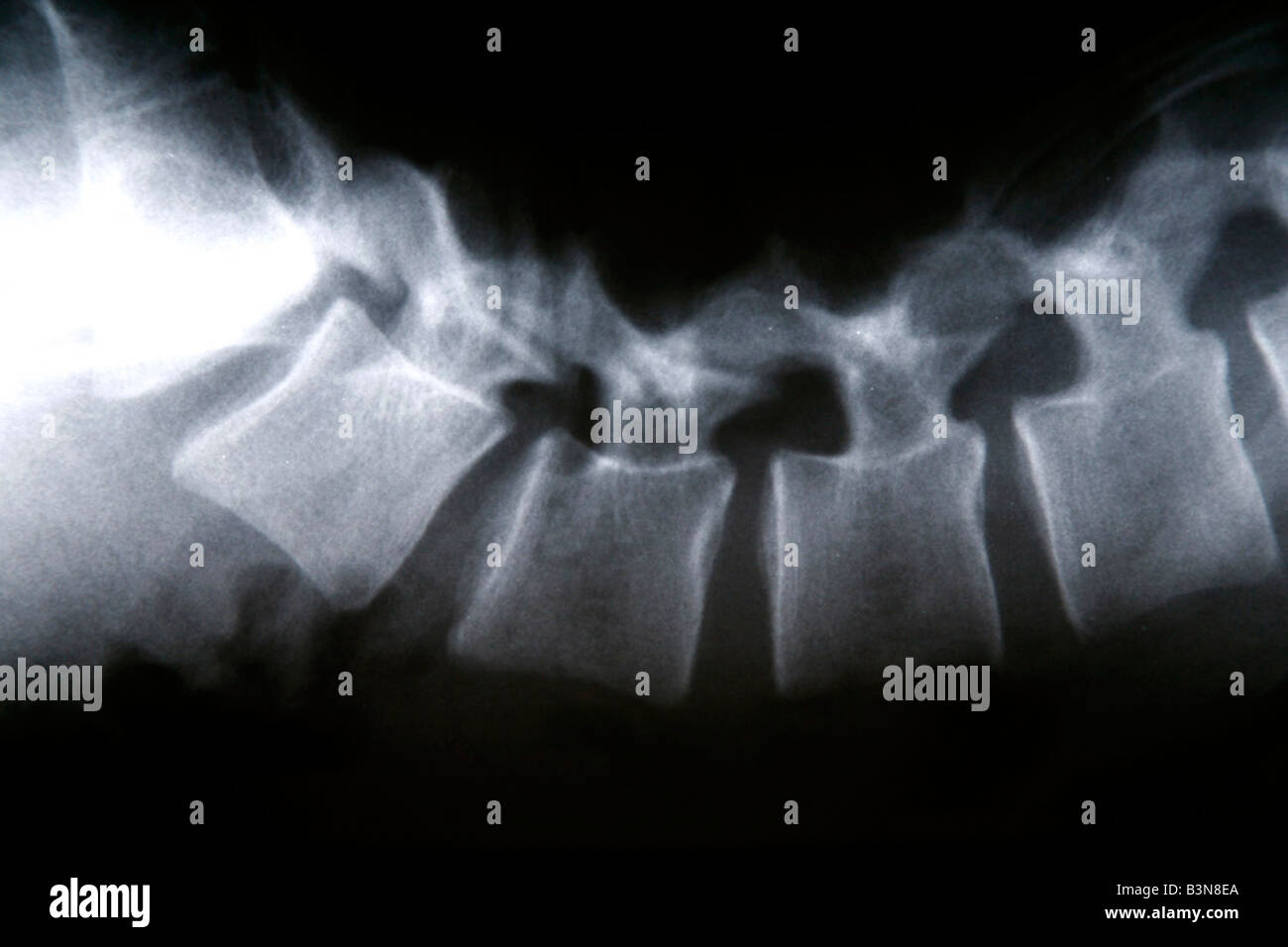 Immagini scheletri immagini e fotografie stock ad alta risoluzione - Alamy