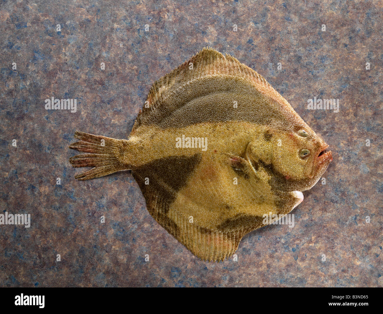 Pesce rombo immagini e fotografie stock ad alta risoluzione - Alamy