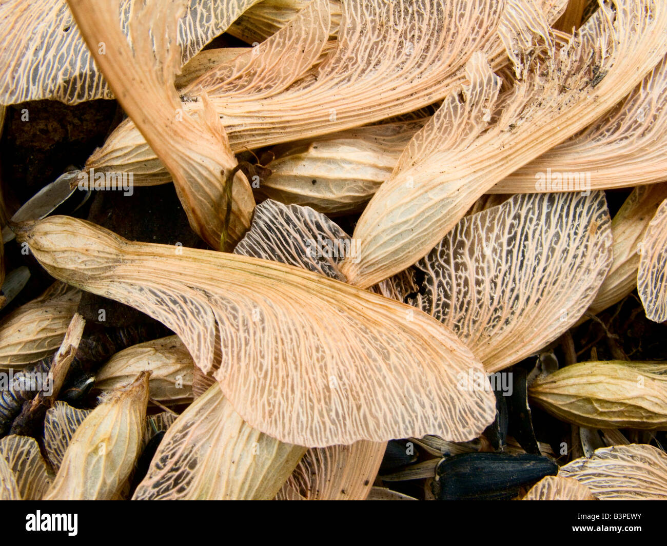 Semi di acero immagini e fotografie stock ad alta risoluzione - Alamy