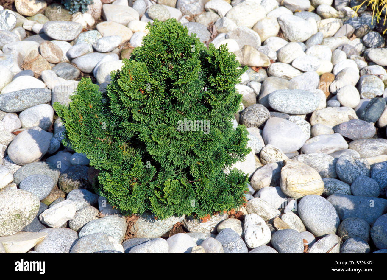 Chamaecyparis obtusa nana immagini e fotografie stock ad alta ...