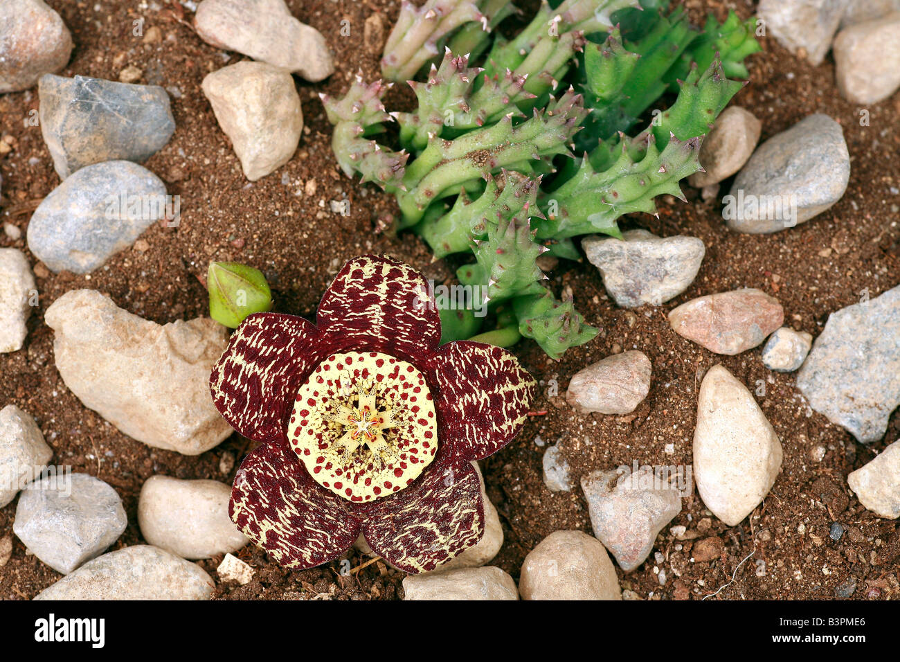 Orbea variegata plant immagini e fotografie stock ad alta risoluzione ...