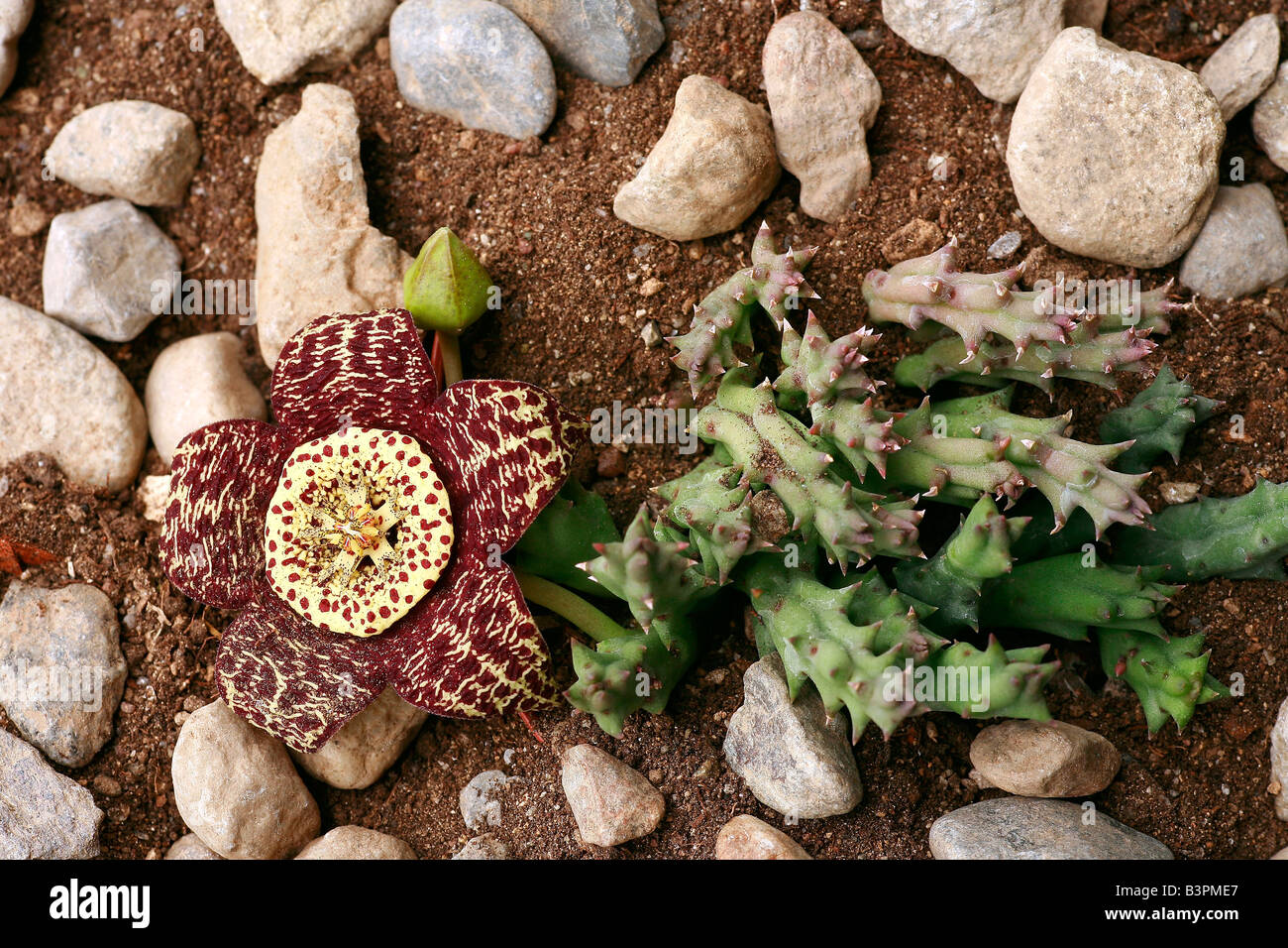 Orbea variegata plant immagini e fotografie stock ad alta risoluzione ...