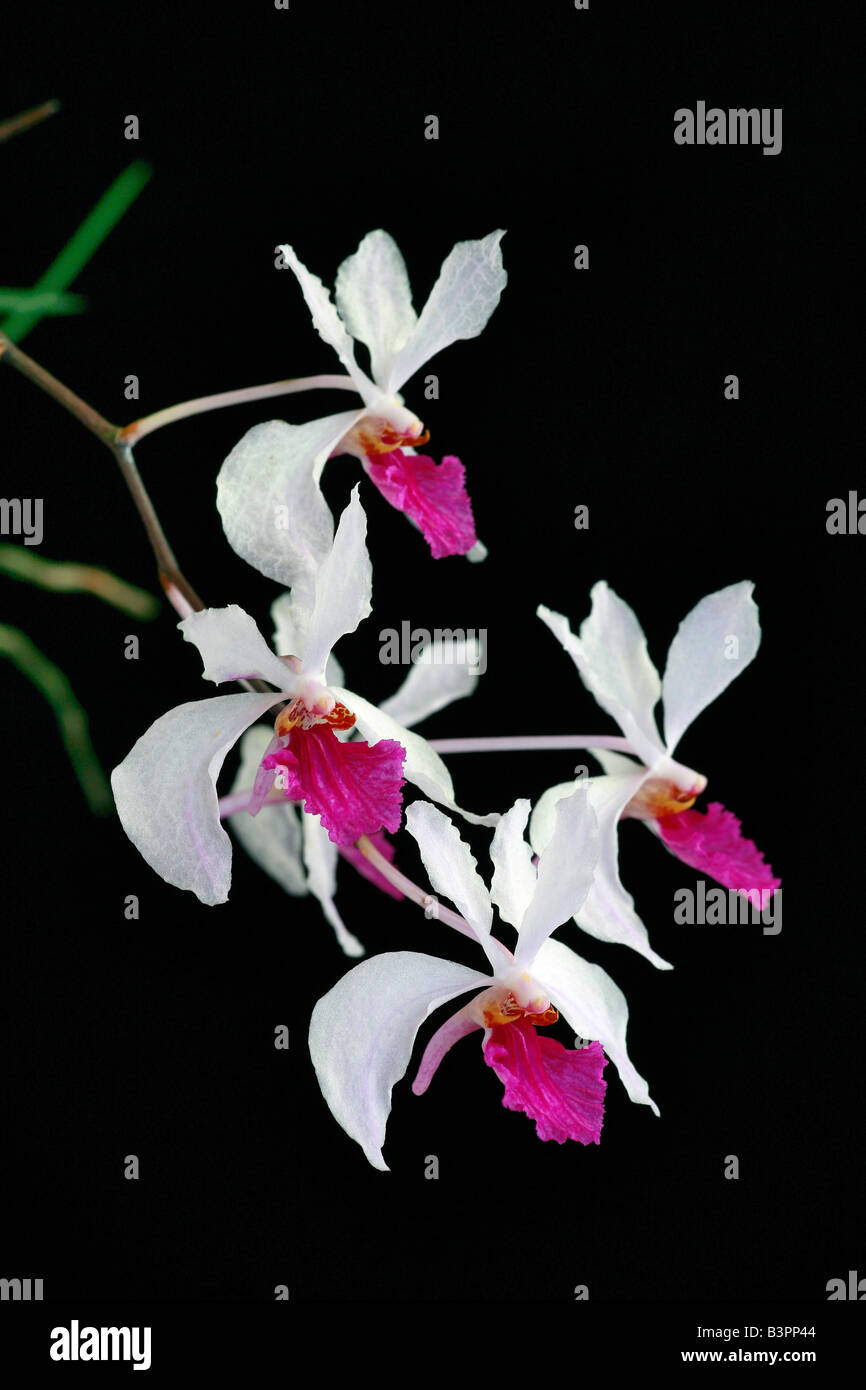 Vanda kimballiana immagini e fotografie stock ad alta risoluzione - Alamy