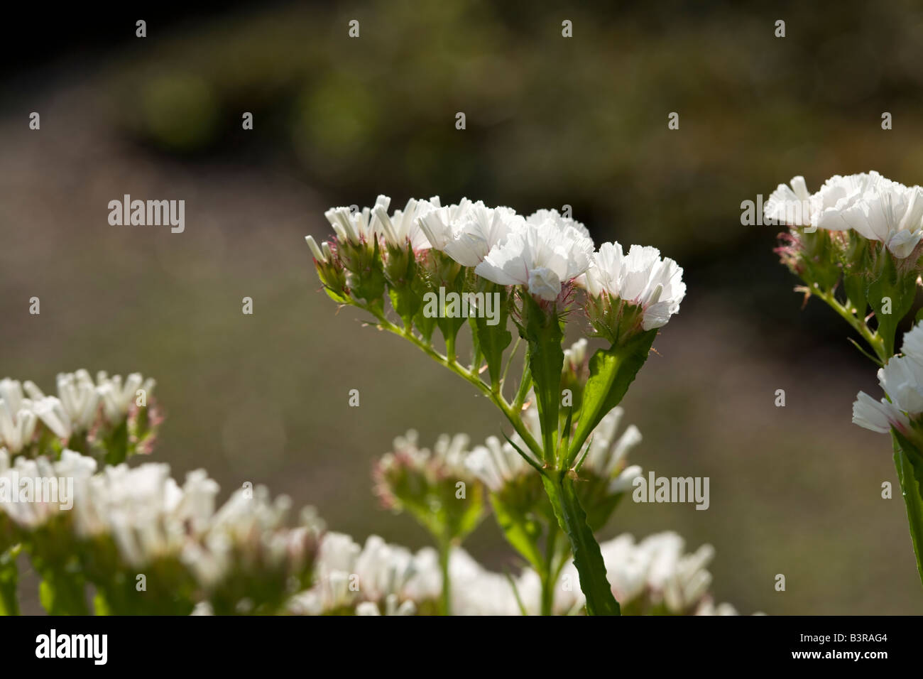 Statice limonium immagini e fotografie stock ad alta risoluzione - Alamy