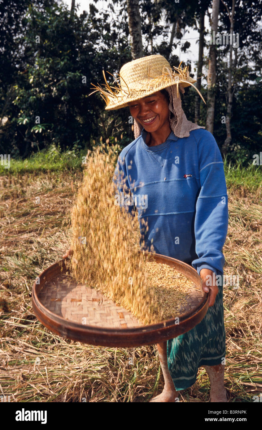 Winnowing rice bali immagini e fotografie stock ad alta risoluzione - Alamy