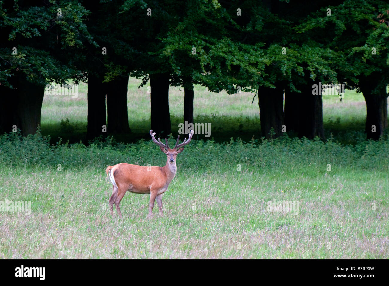 Cervo con palchi immagini e fotografie stock ad alta risoluzione - Alamy