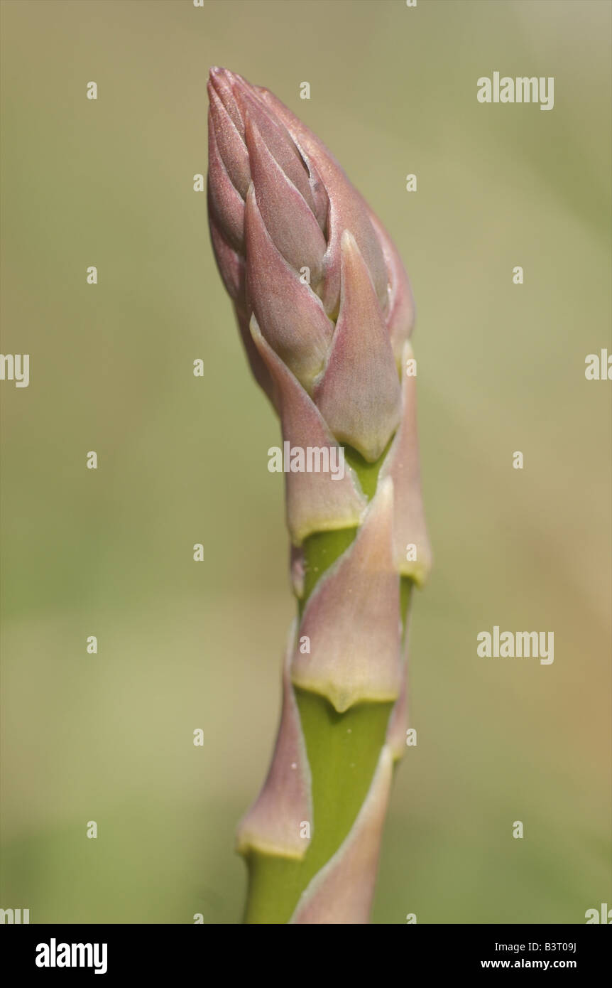 Pianta di asparagi officinalis immagini e fotografie stock ad alta ...