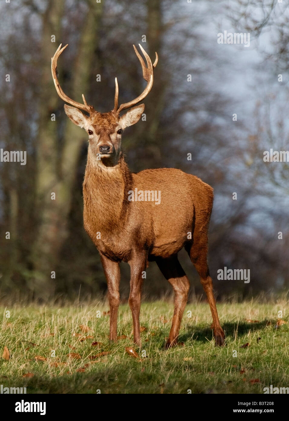 Lei di cervi immagini e fotografie stock ad alta risoluzione - Alamy