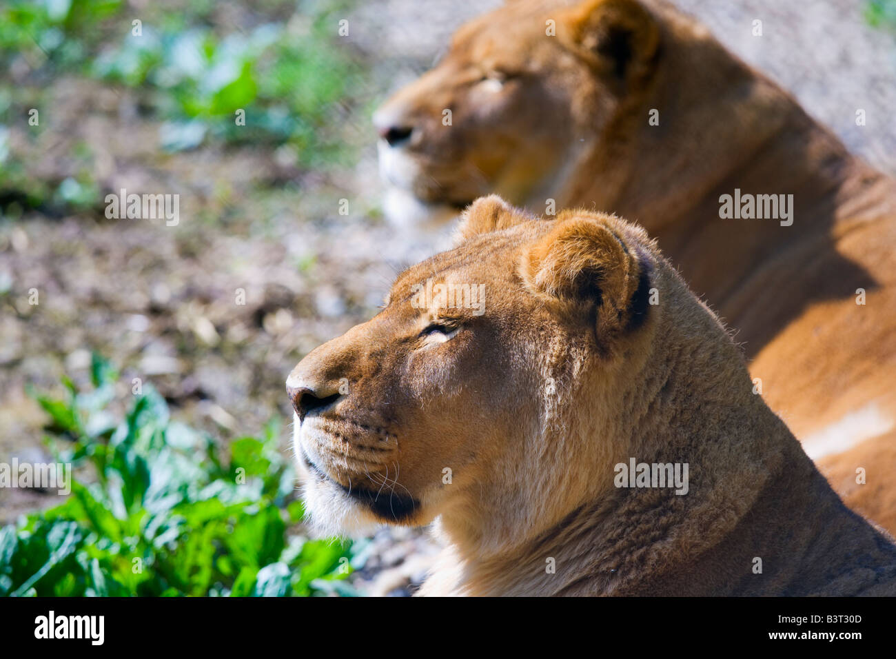 Leoni e animali immagini e fotografie stock ad alta risoluzione - Alamy