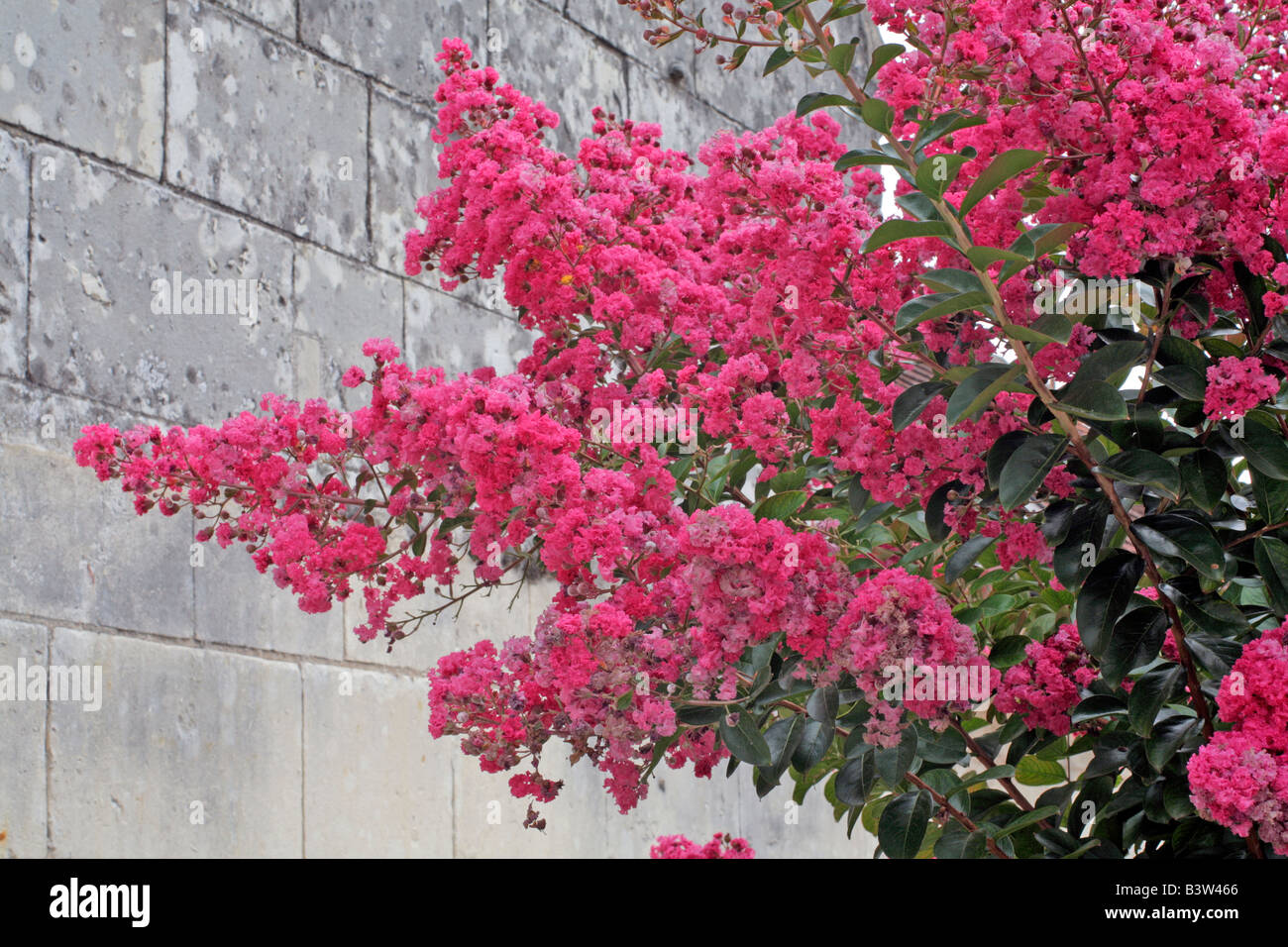 Lagerstroemia indica pink immagini e fotografie stock ad alta ...