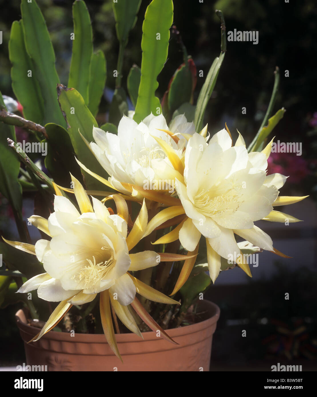 Kaktusblüte blüht immagini e fotografie stock ad alta risoluzione - Alamy