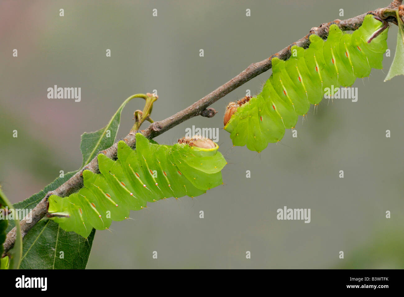 Due Polifemo falena (Antheraea polyphemus) caterpillar su un ramo Foto ...