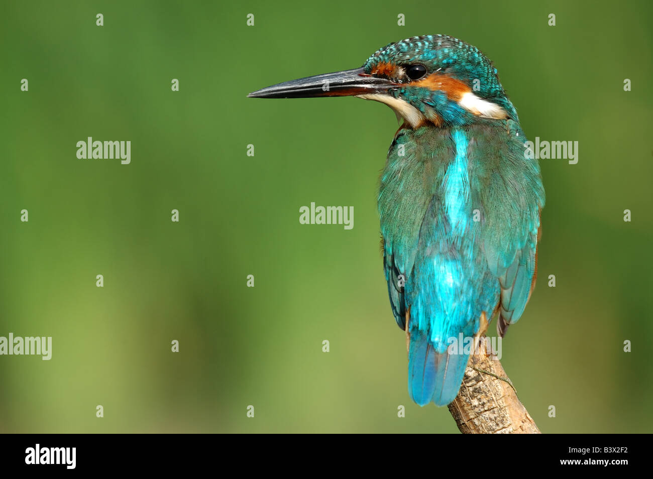 Martin pescatore isolato immagini e fotografie stock ad alta ...