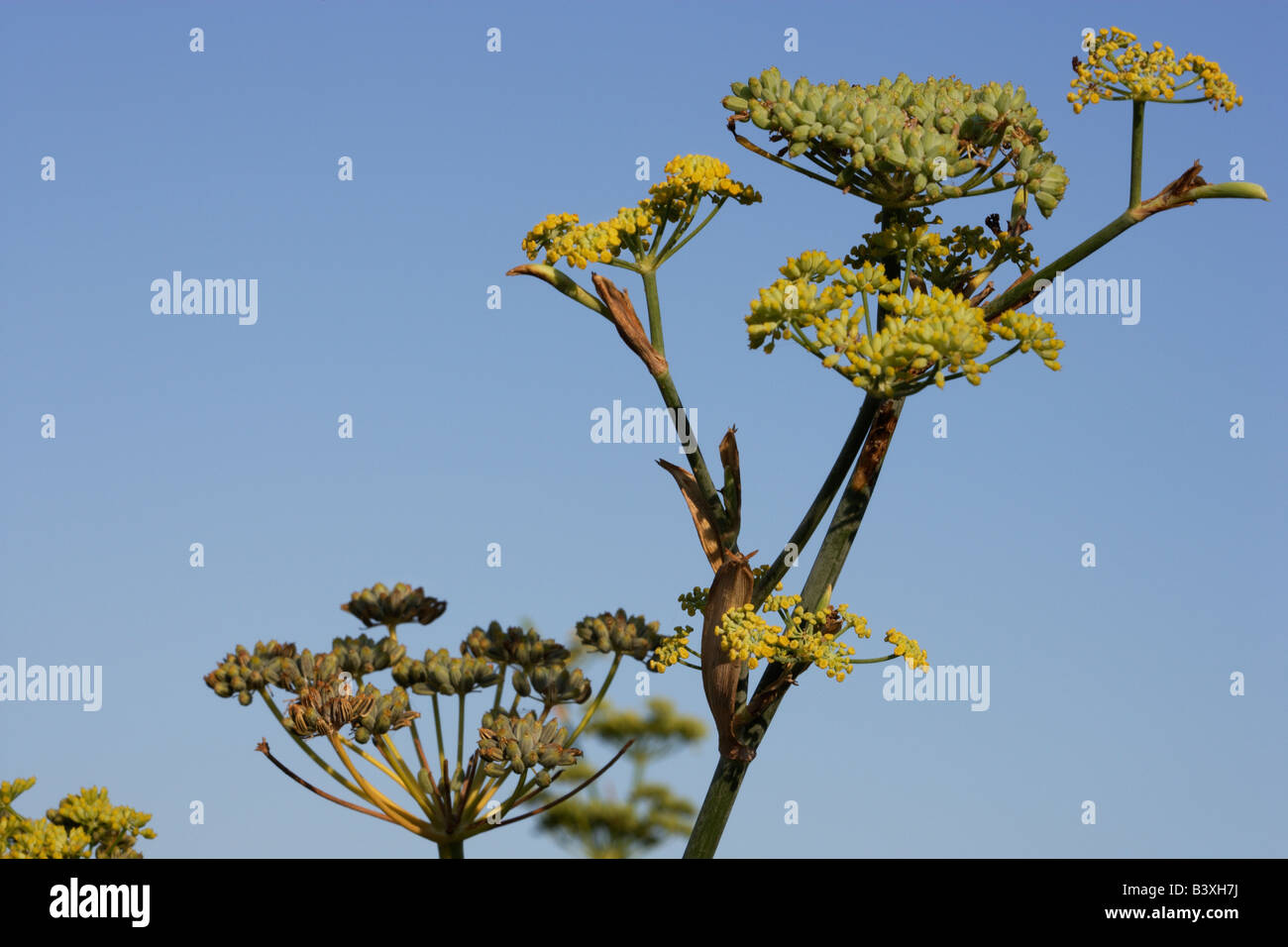Pianta di finocchio immagini e fotografie stock ad alta risoluzione - Alamy