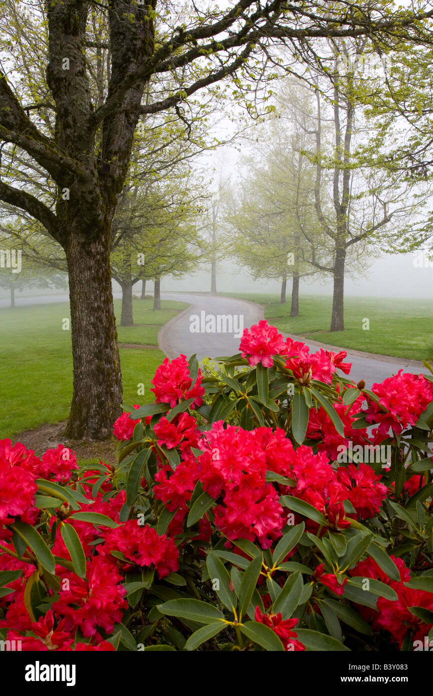 Disegno del rododendro immagini e fotografie stock ad alta risoluzione ...