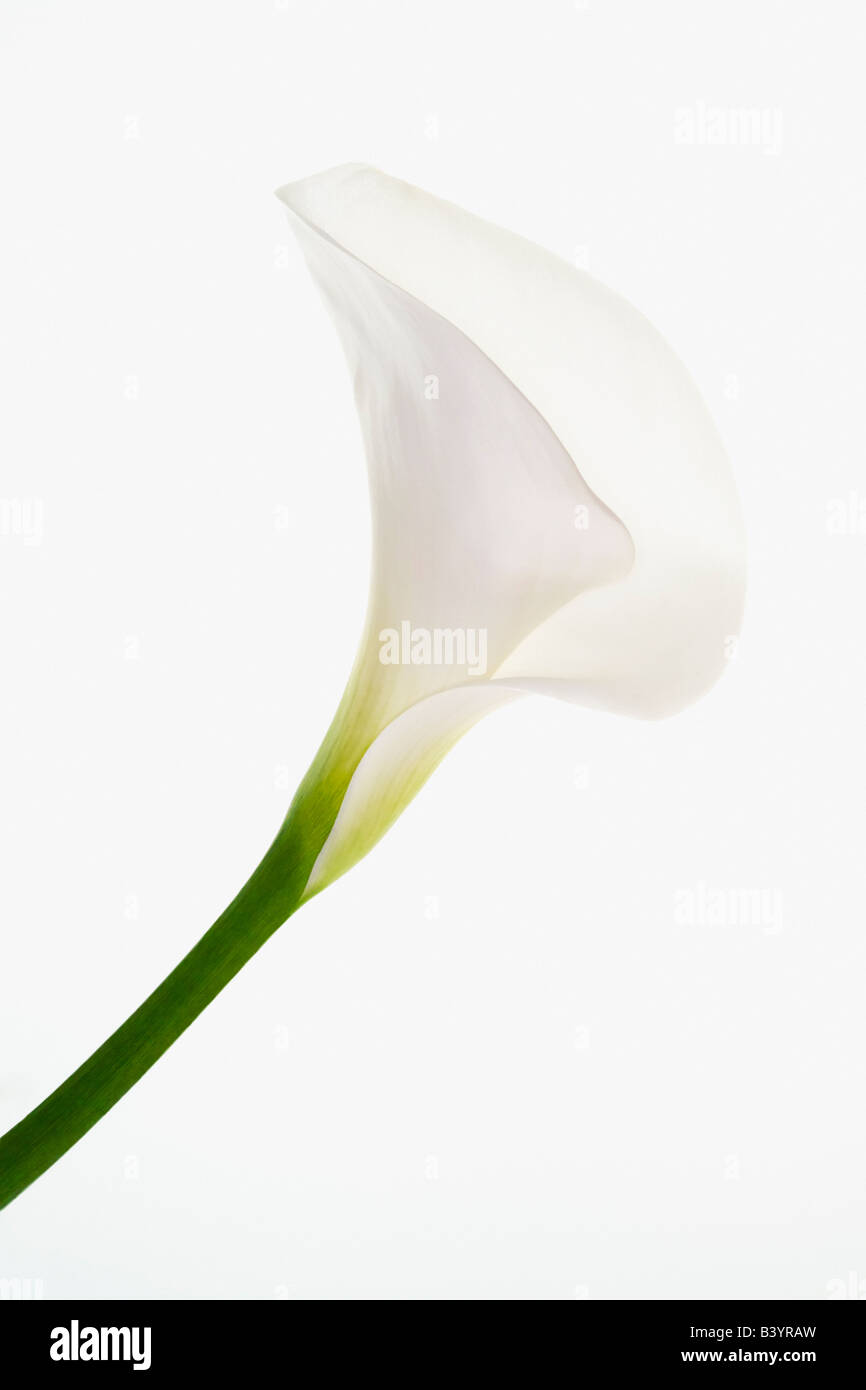 Lilly flower immagini e fotografie stock ad alta risoluzione - Alamy