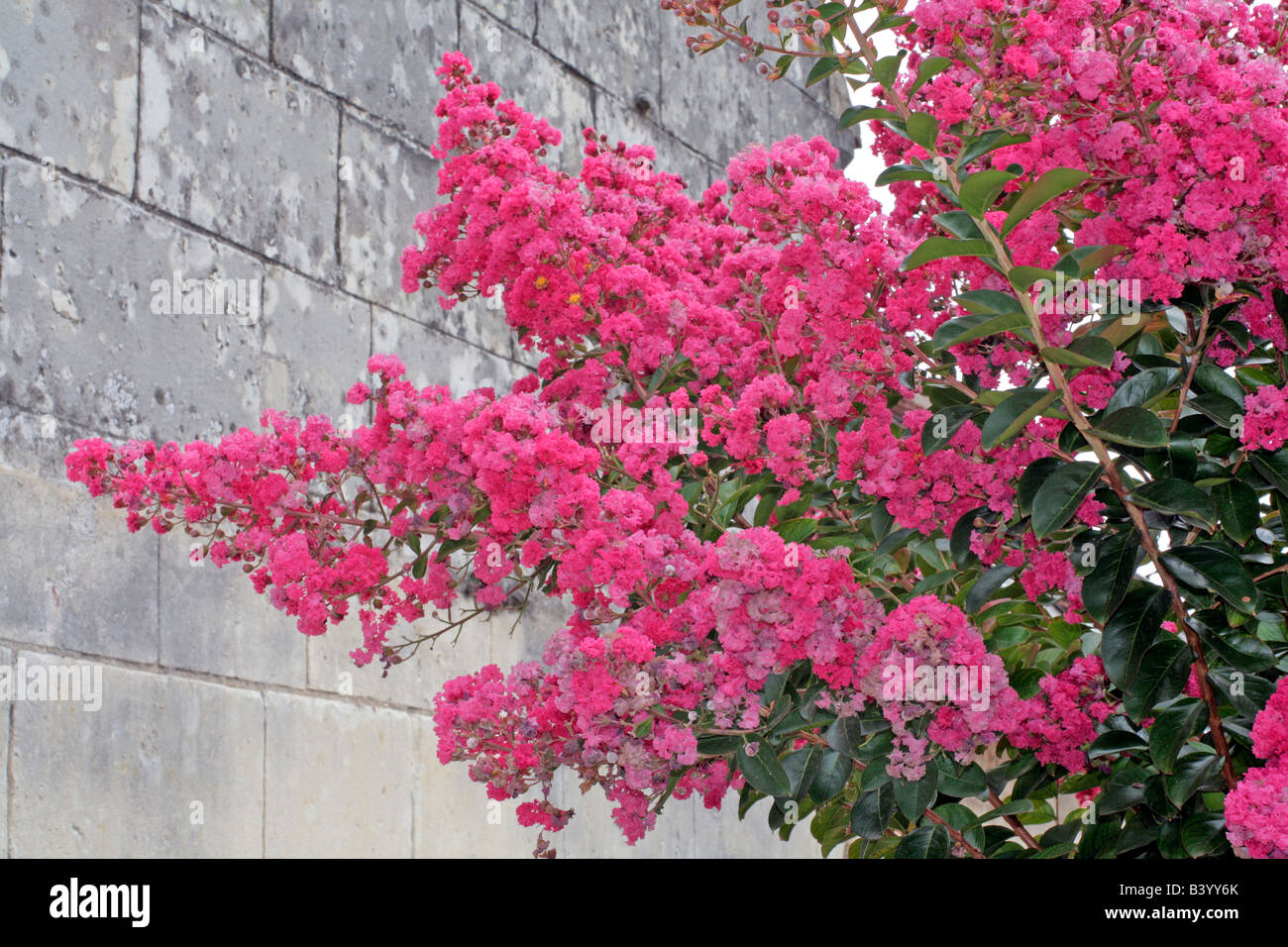 Lagerstroemia lagerstroemia indica immagini e fotografie stock ad alta ...