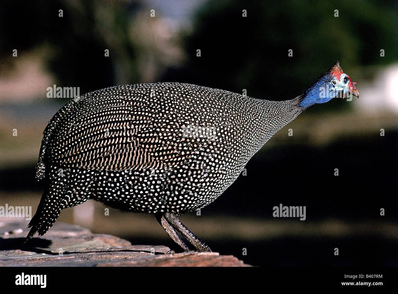 Zoologia / animali, uccelli / uccelli, le faraone, (Numida meleagris ...