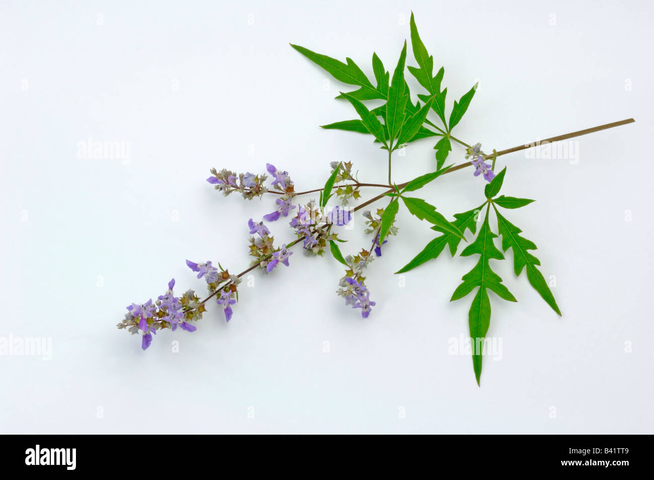 Pianta casta immagini e fotografie stock ad alta risoluzione - Alamy