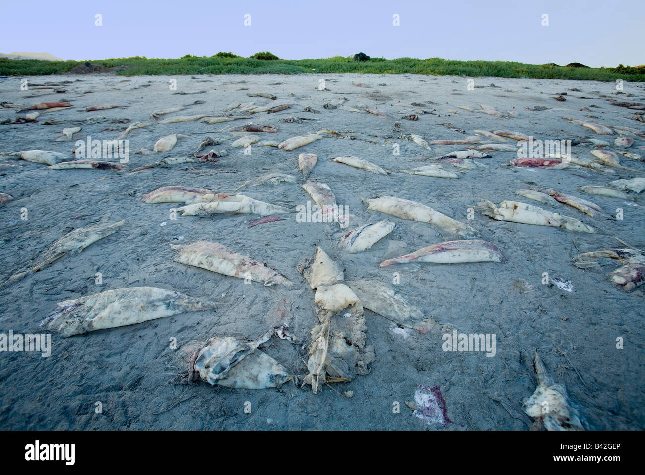 A FILAMENTO morto Jumbo calamari calamaro di Humboldt sulla spiaggia ...