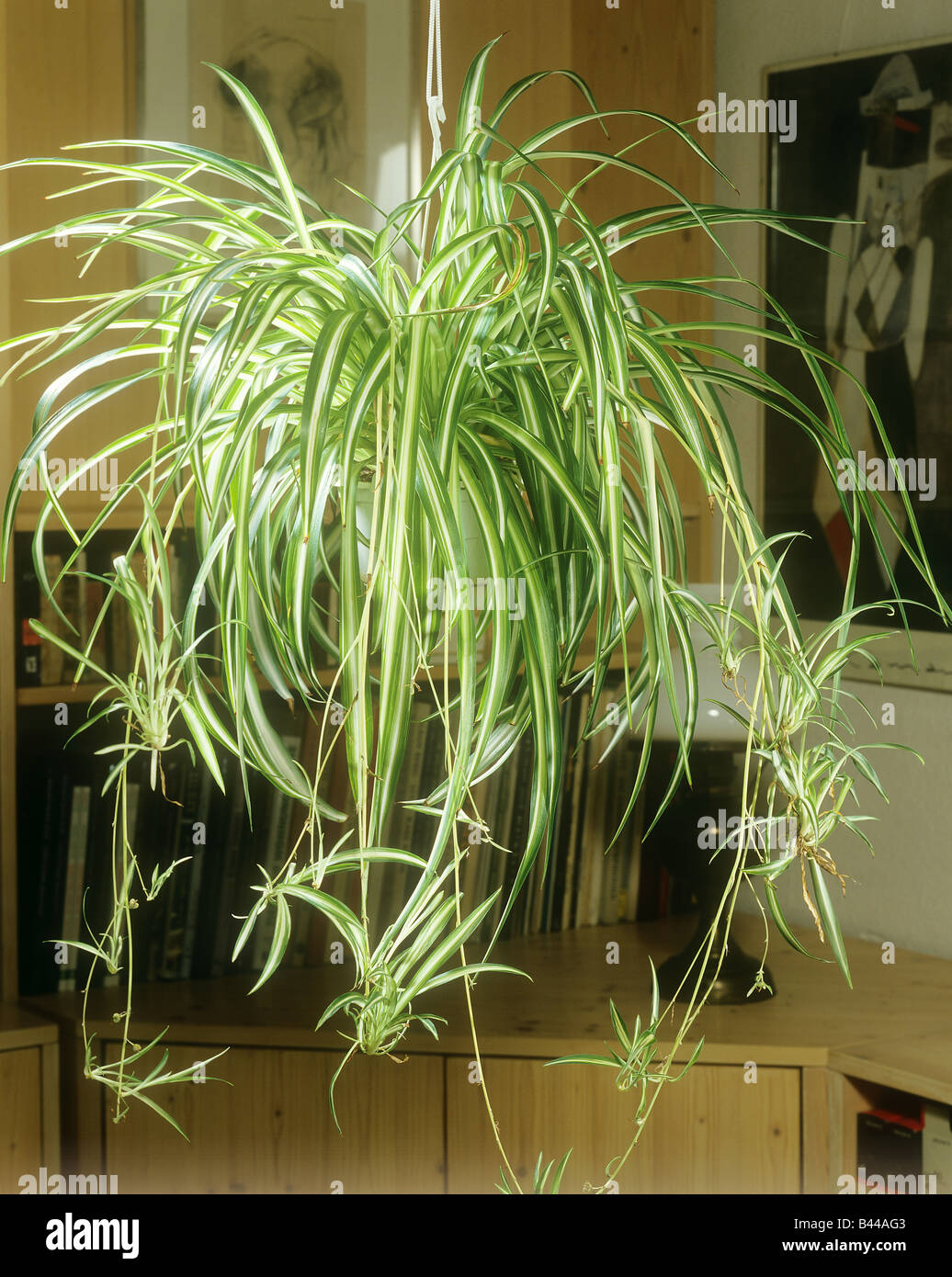 Piante ragno chlorophytum comosum immagini e fotografie stock ad alta ...