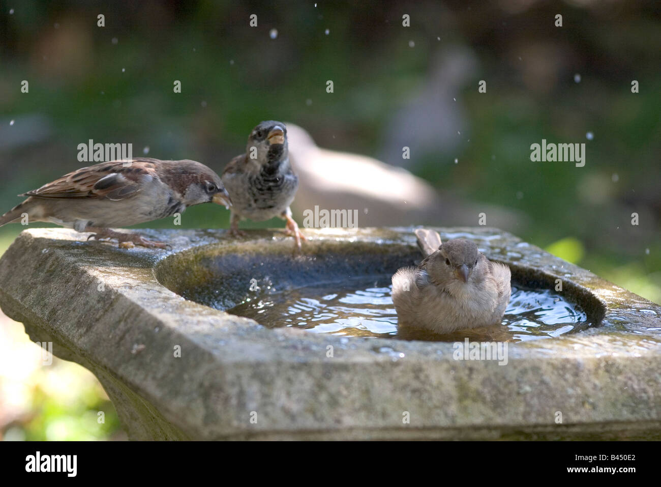 Passeri domestici in volo immagini e fotografie stock ad alta ...