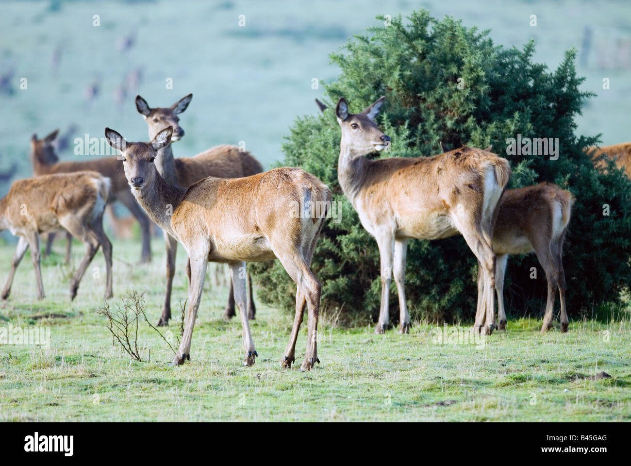 Femmine graziose immagini e fotografie stock ad alta risoluzione - Alamy