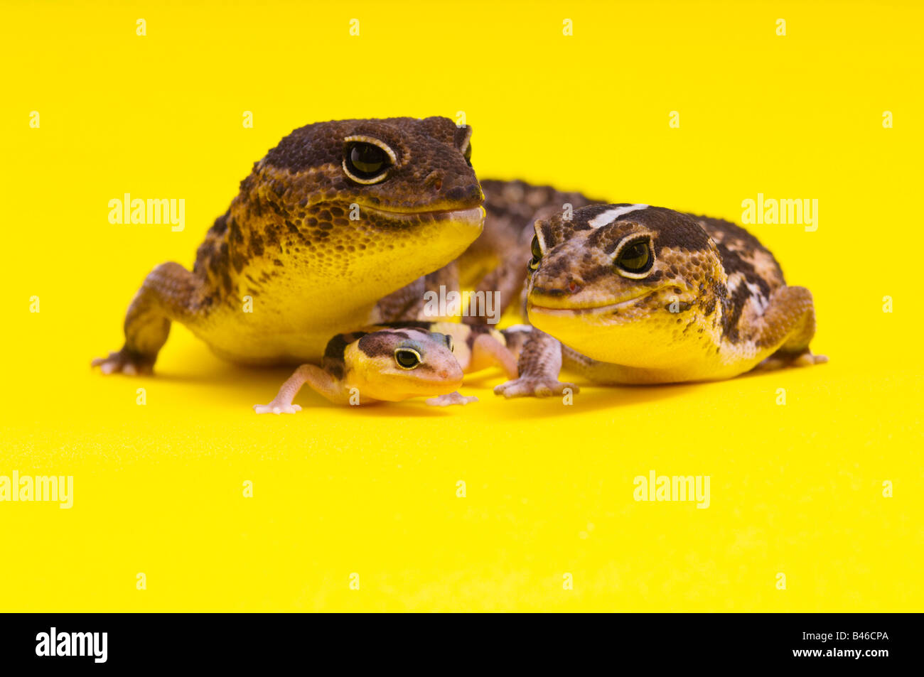 Geco dalla coda grassa africana immagini e fotografie stock ad alta ...