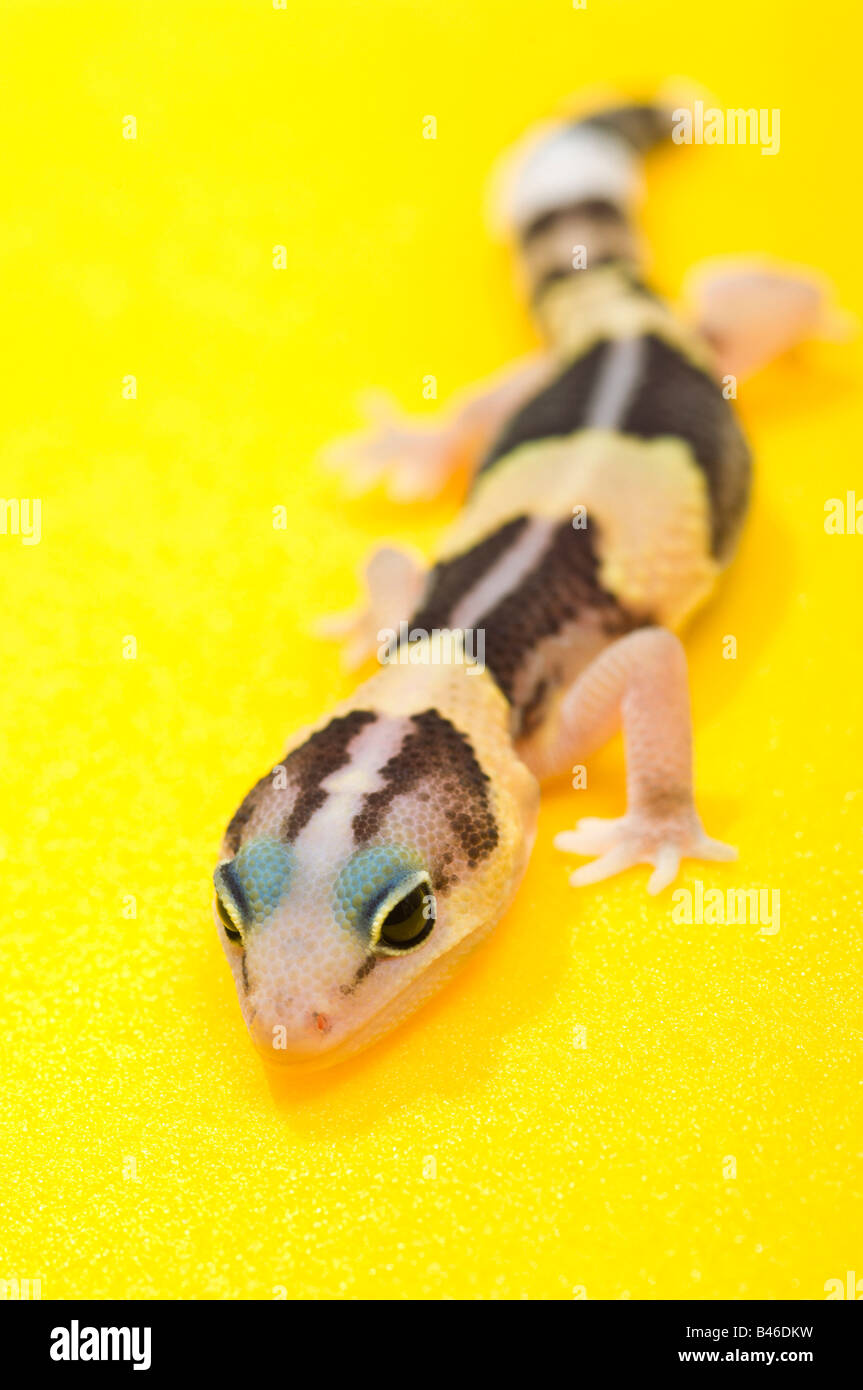 Geco dalla coda grassa africana immagini e fotografie stock ad alta ...