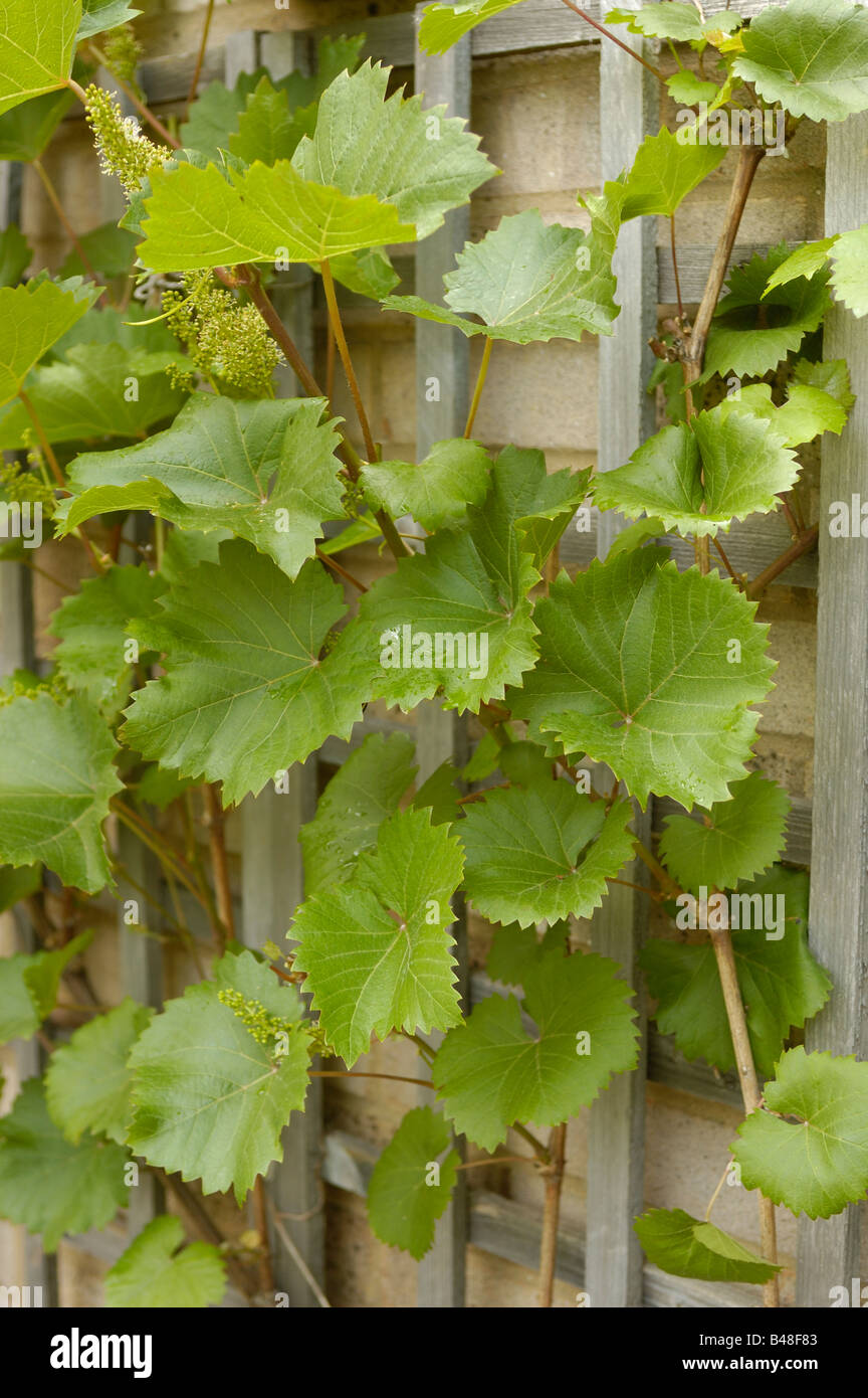 Grape vine uk immagini e fotografie stock ad alta risoluzione - Alamy