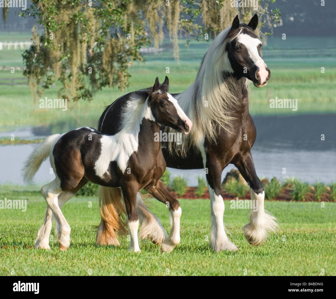 Gypsy vanner horse piebald mare immagini e fotografie stock ad alta ...