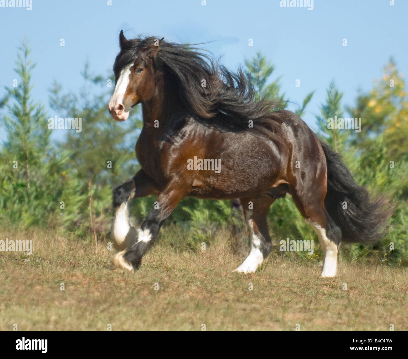 Stallion shire horse immagini e fotografie stock ad alta risoluzione ...