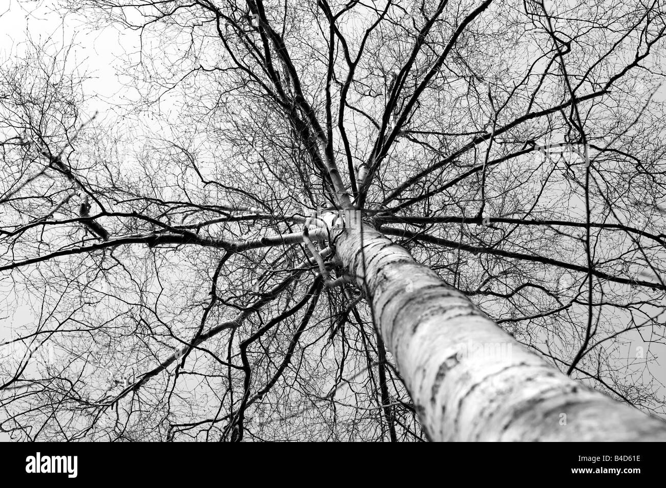 Tronco e rami di betulla Foto e Immagini Stock in Bianco e Nero - Alamy